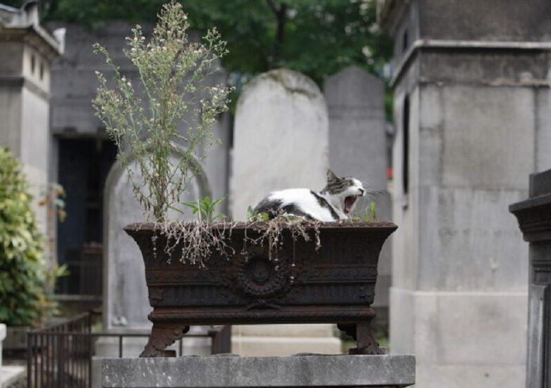 Stunning Cats Call Montmartre Cemetery Their Peaceful Sanctuary - Cole ...