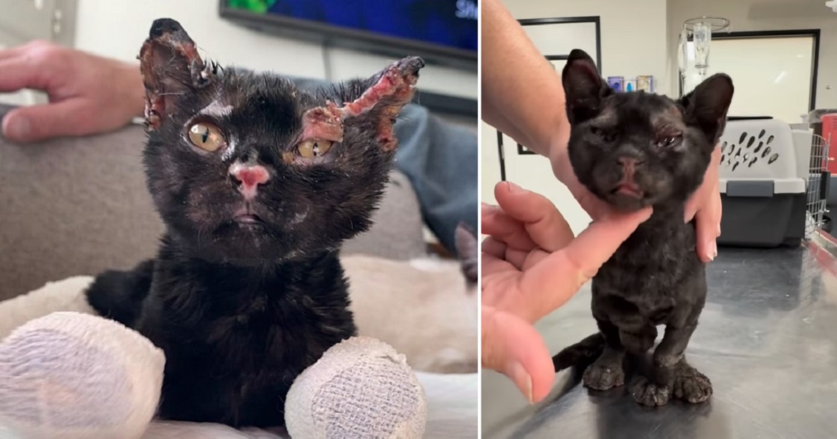 Nine Week Old Kitten Named Toast, Pulled From Fire Just In Time Now ...