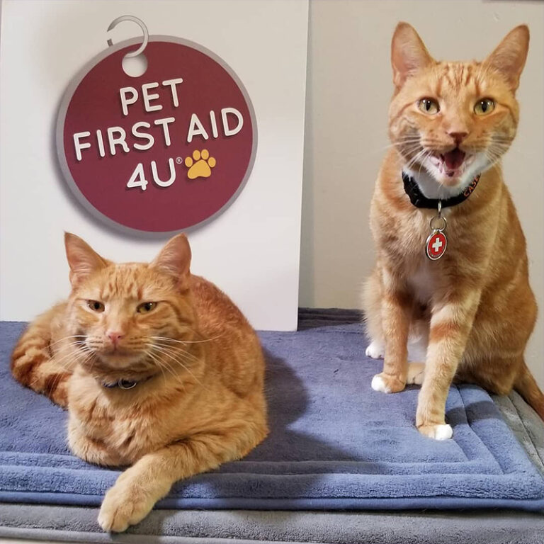 Brush Up on Cat CPR with Pet Safety Cat Casey and Arden Moore