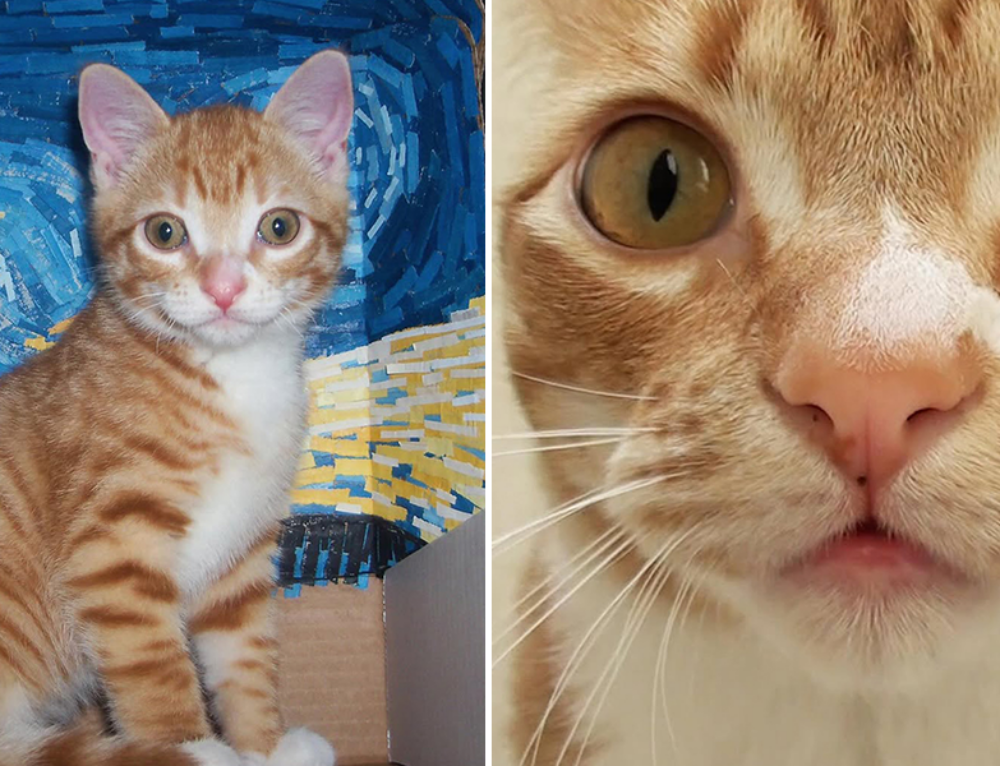 5 Ways To Entice Your Sick Cat To Eat - Cole & Marmalade