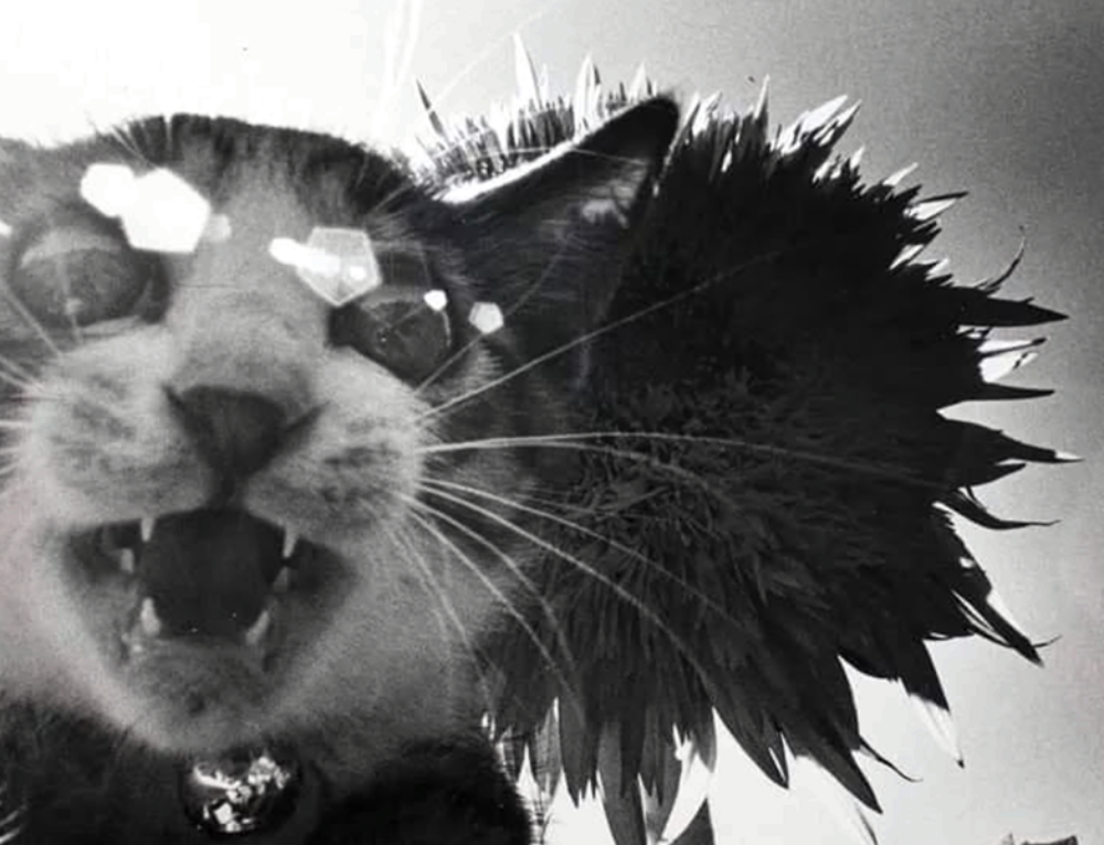 Singer Creates Bohemian Catsody' Parody and Cat Lovers Can Relate