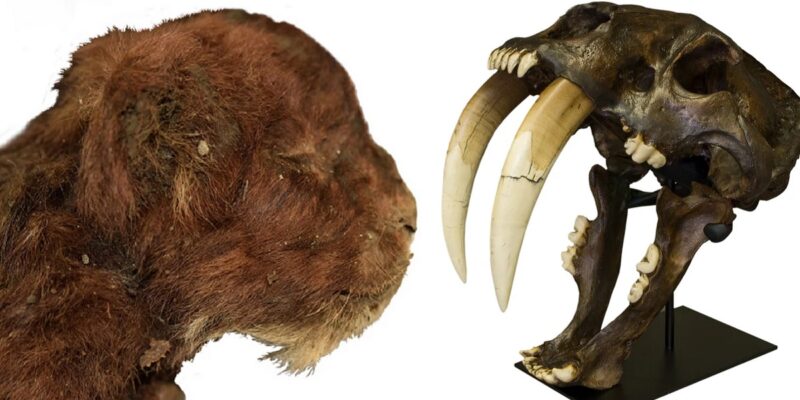 The First of Its Kind! Three Week Old Mummified Saber-Tooth Cat Found ...
