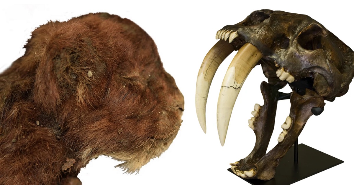 The First of Its Kind! Three Week Old Mummified Saber-Tooth Cat Found ...