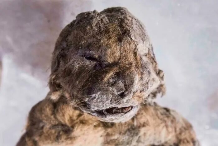 The First of Its Kind! Three Week Old Mummified Saber-Tooth Cat Found ...