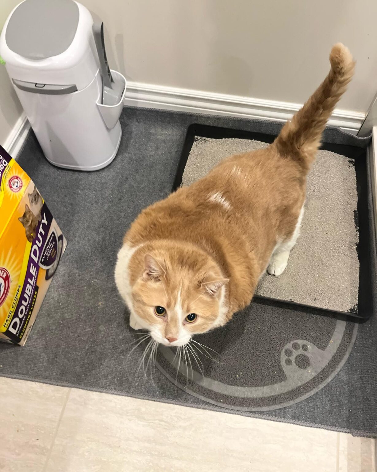 Biggie Smalls Rules The Big House With His Oversized Heart and ...