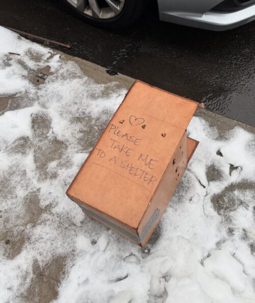 "Please Take Me To A Shelter" Reads Flimsy Box Holding Terrified Cat ...