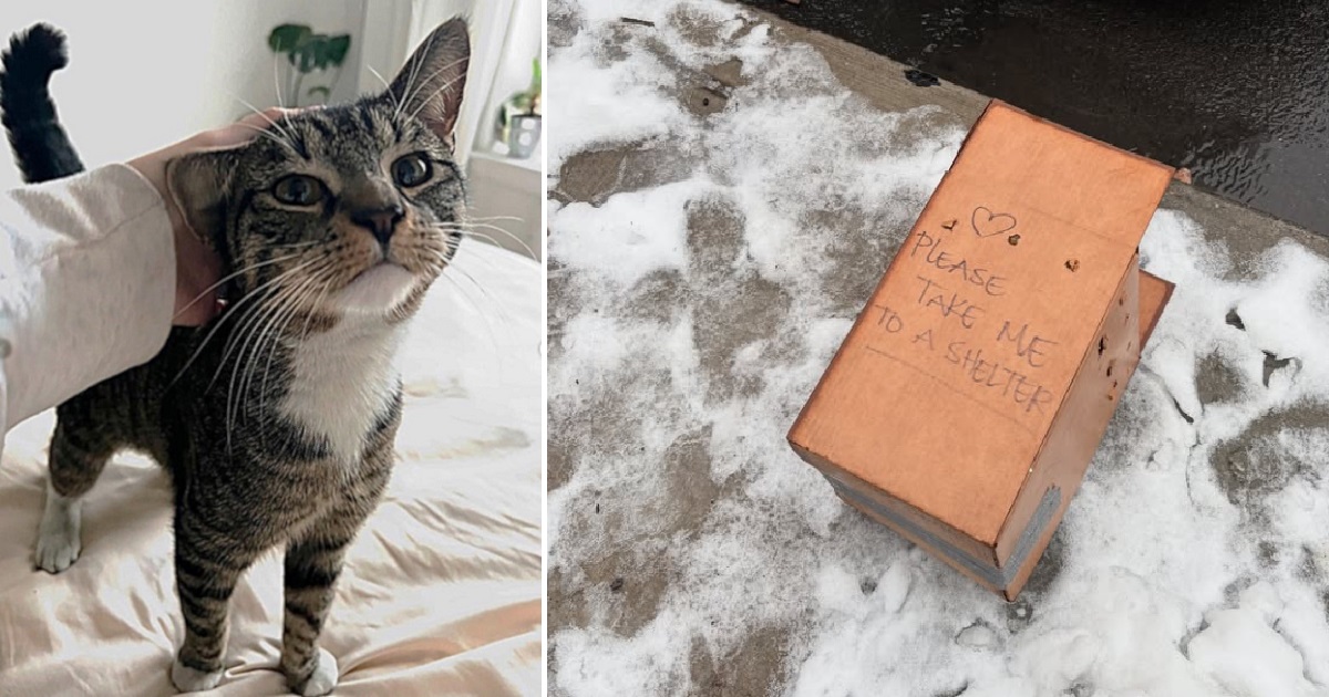"Please Take Me To A Shelter" Reads Flimsy Box Holding Terrified Cat ...
