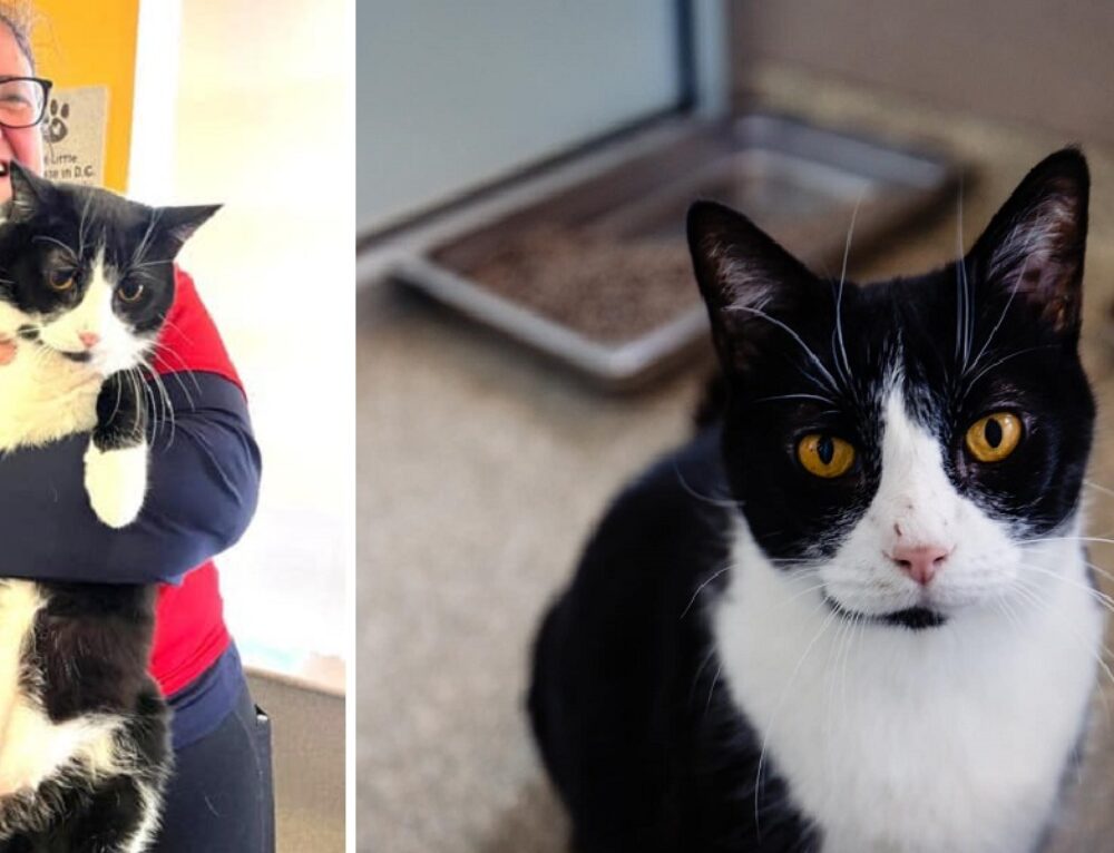9 Of The Oldest Cat Breeds Still Around Today - Cole & Marmalade
