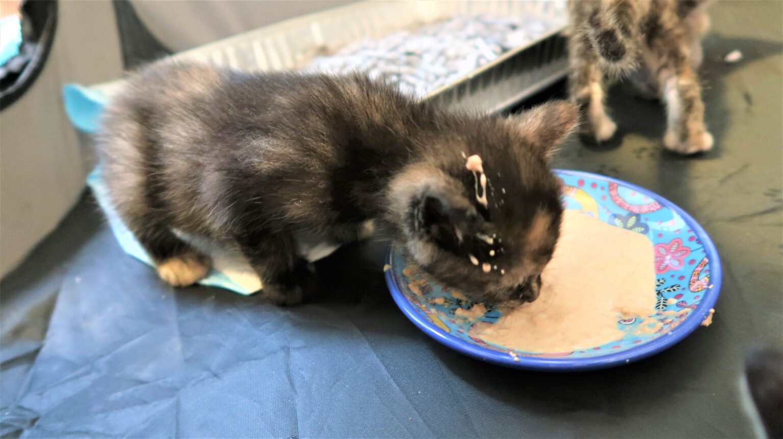 Cat Poop: What Colors to Look for When Your Feline Isn't Feeling Well ...