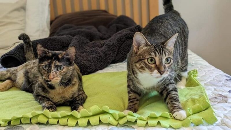 Trio of Foster Cats Find Love in Each Other; Now, Can They Find a Home ...