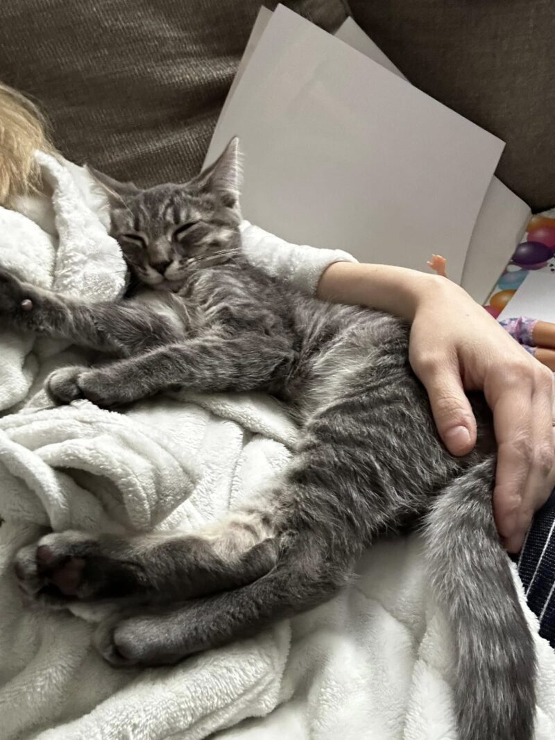 There's No Denying Obi-Wan the Kitten Choose the Right Family to Adopt ...