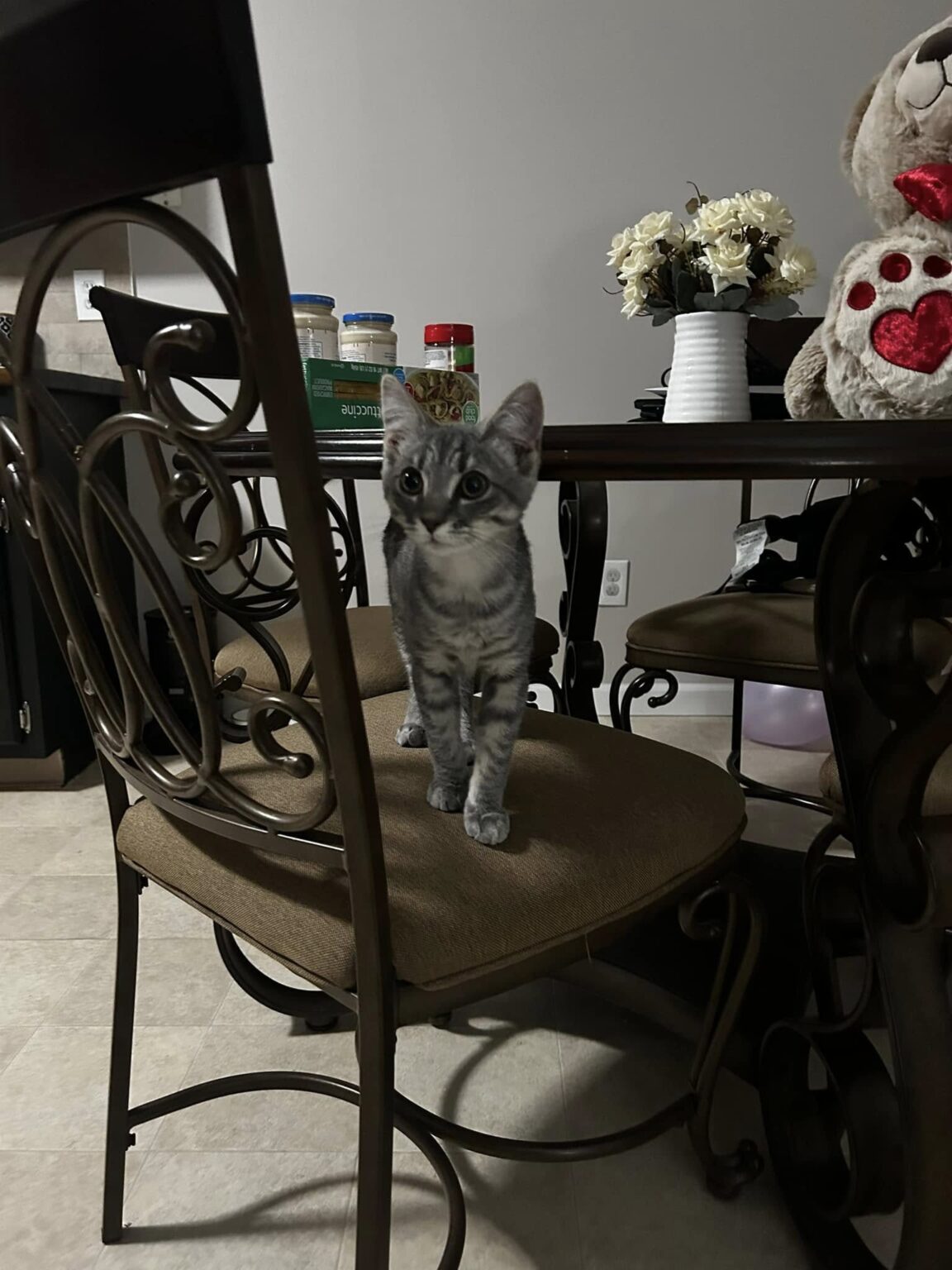 There's No Denying Obi-Wan the Kitten Choose the Right Family to Adopt ...