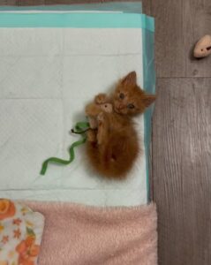 Mini Ginger Kitten Cheeto is Major Ginger Cat Energy in a Tiny Fluffy ...