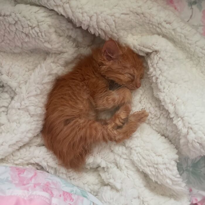 Mini Ginger Kitten Cheeto is Major Ginger Cat Energy in a Tiny Fluffy ...