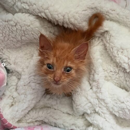 Mini Ginger Kitten Cheeto is Major Ginger Cat Energy in a Tiny Fluffy ...