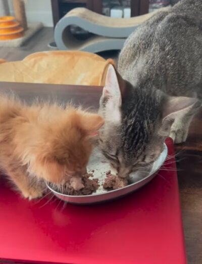 Mini Ginger Kitten Cheeto is Major Ginger Cat Energy in a Tiny Fluffy ...
