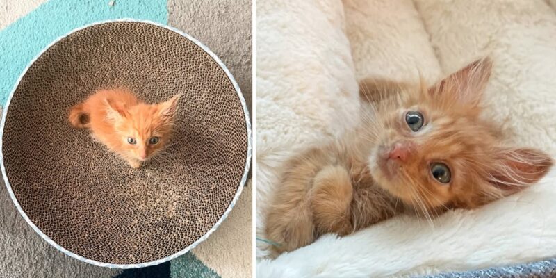 Mini Ginger Kitten Cheeto is Major Ginger Cat Energy in a Tiny Fluffy ...