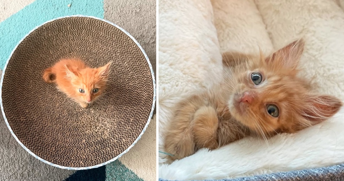 Mini Ginger Kitten Cheeto is Major Ginger Cat Energy in a Tiny Fluffy ...