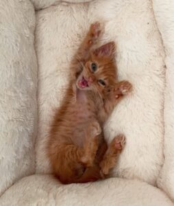 Mini Ginger Kitten Cheeto is Major Ginger Cat Energy in a Tiny Fluffy ...