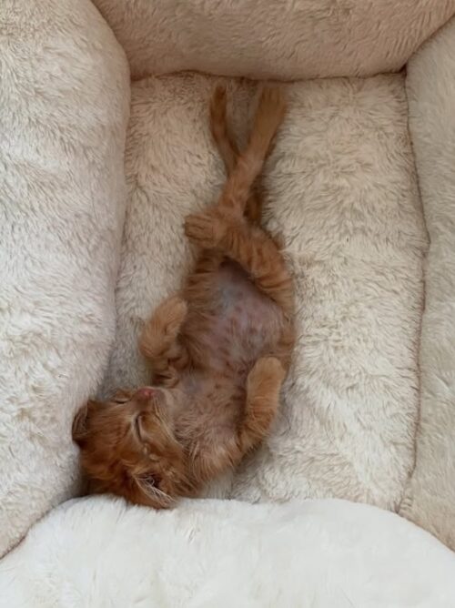 Mini Ginger Kitten Cheeto is Major Ginger Cat Energy in a Tiny Fluffy ...