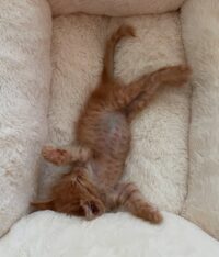 Mini Ginger Kitten Cheeto is Major Ginger Cat Energy in a Tiny Fluffy ...