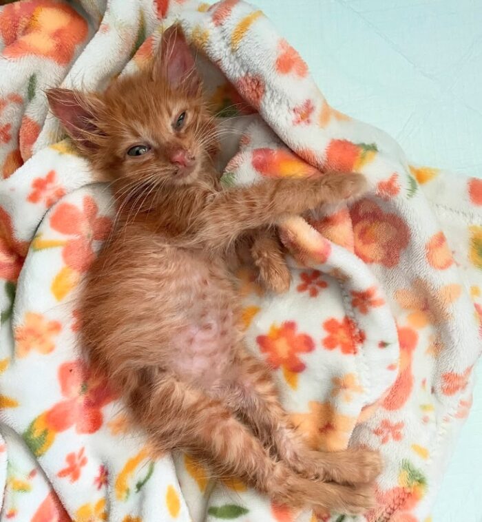 Mini Ginger Kitten Cheeto is Major Ginger Cat Energy in a Tiny Fluffy ...