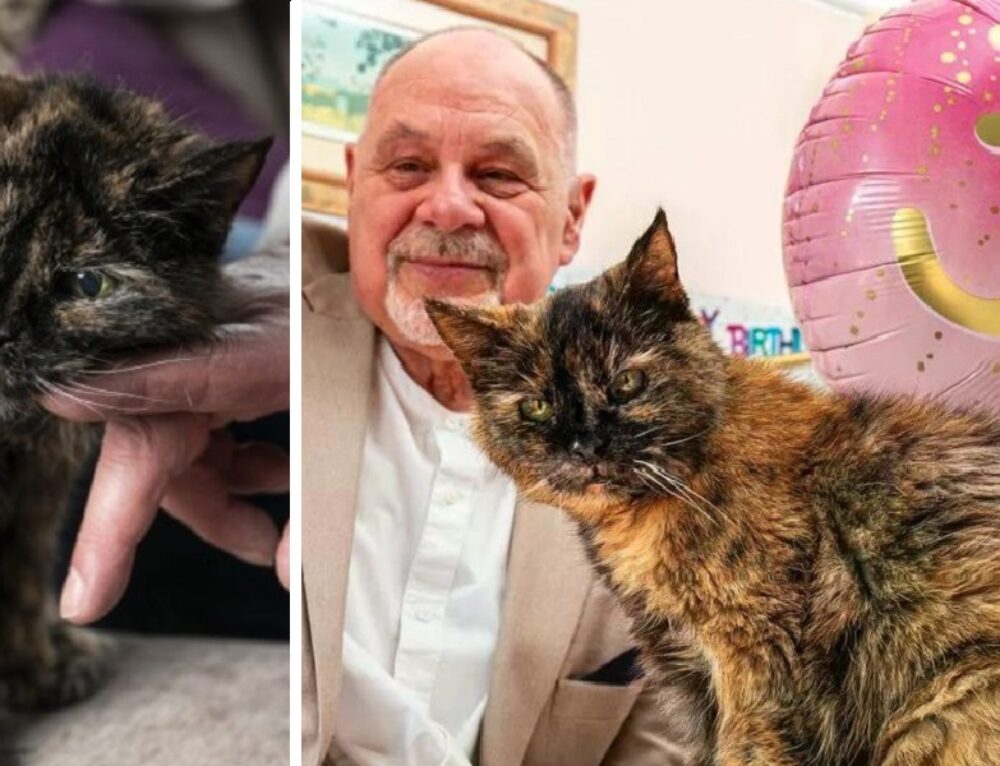 5 Ways To Entice Your Sick Cat To Eat - Cole & Marmalade