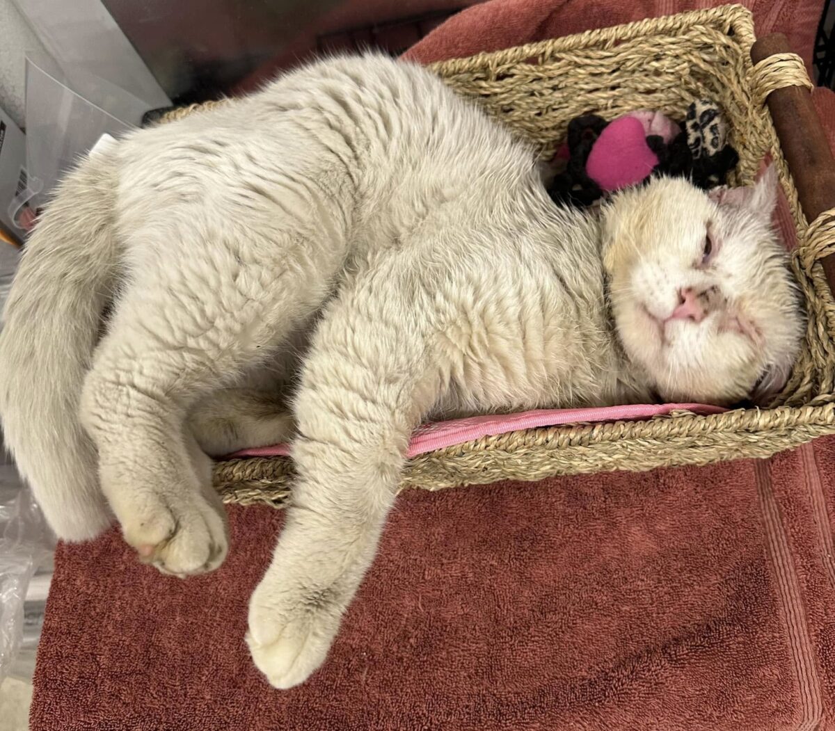 Adorable Cat Bradley Pulls Focus With His Wonky Smile After Annual ...