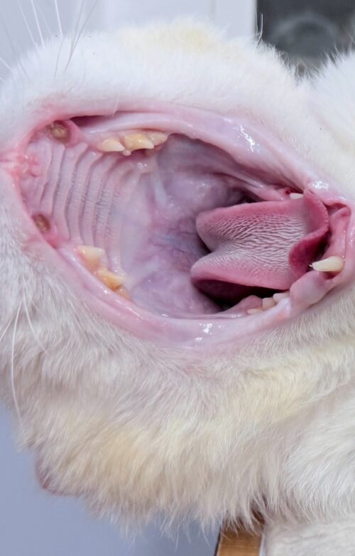Adorable Cat Bradley Pulls Focus With His Wonky Smile After Annual ...