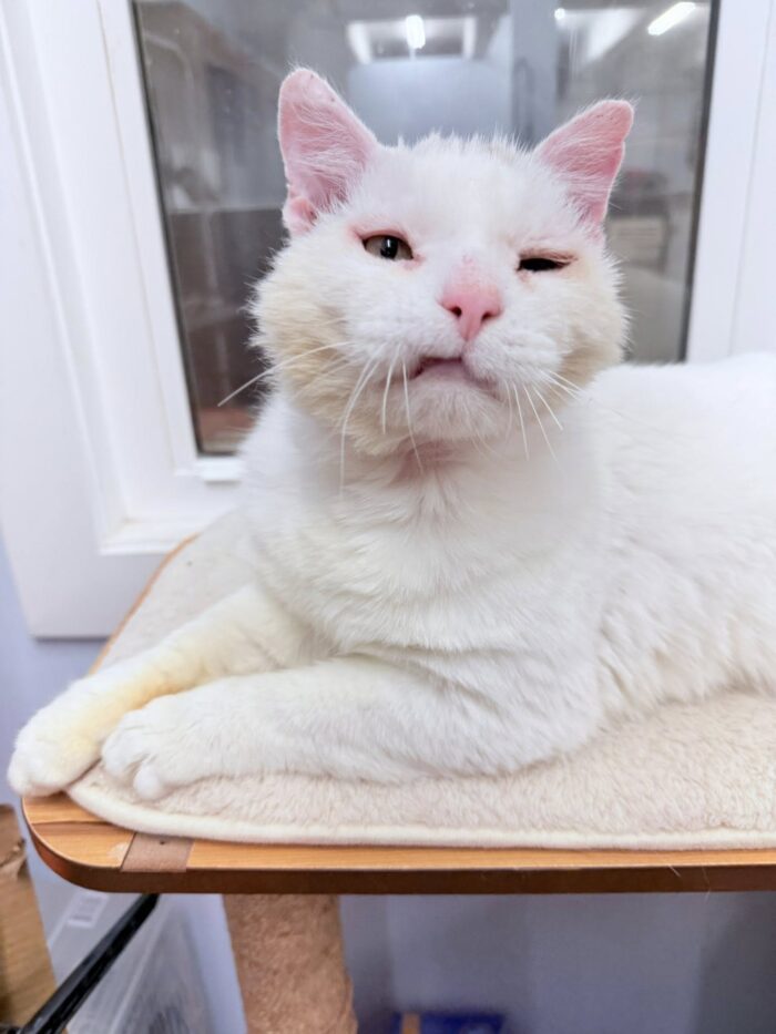 Adorable Cat Bradley Pulls Focus With His Wonky Smile After Annual ...