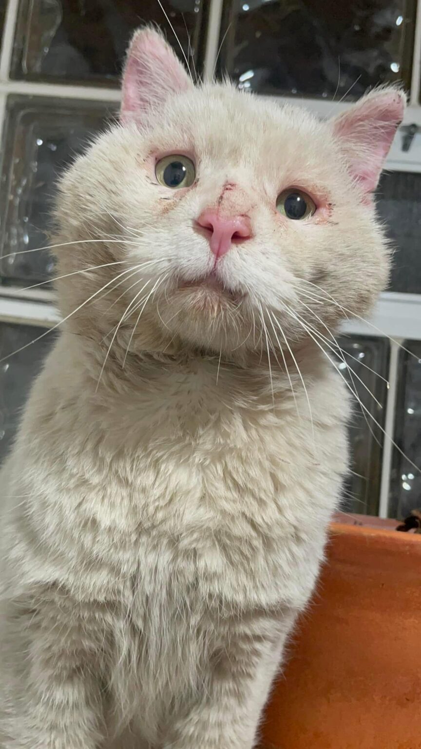 Adorable Cat Bradley Pulls Focus With His Wonky Smile After Annual ...