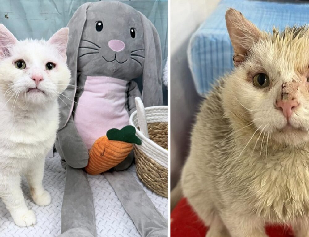 9 Of The Oldest Cat Breeds Still Around Today - Cole & Marmalade
