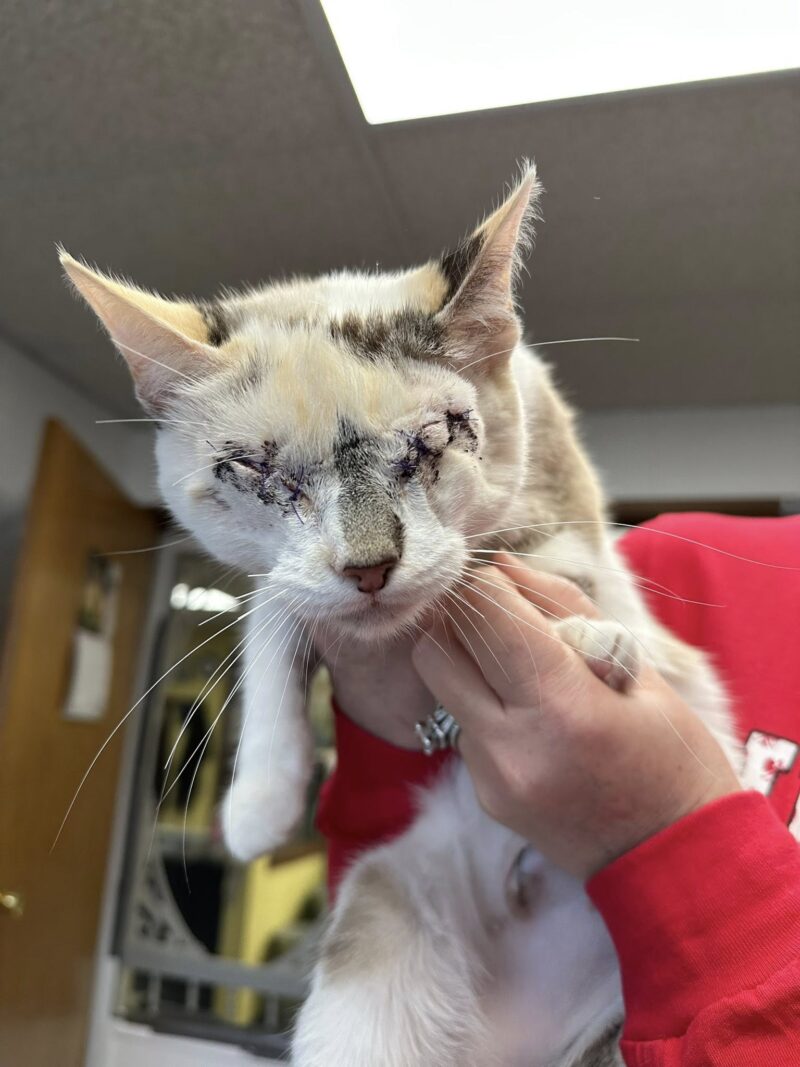 Vets Notice Rare Ocular Condition in Cat Causing Her to Have Both Eyes ...