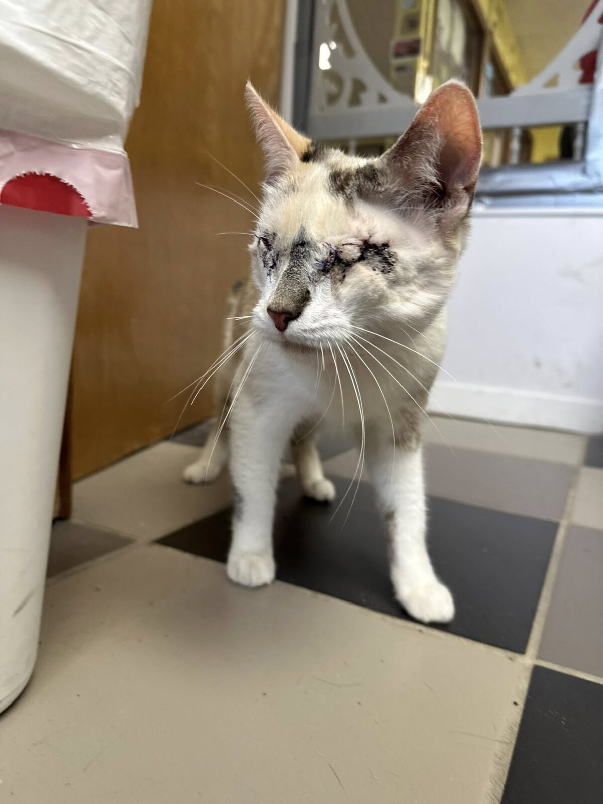 Vets Notice Rare Ocular Condition in Cat Causing Her to Have Both Eyes ...