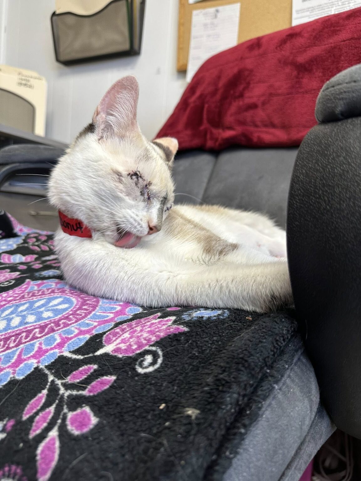 Vets Notice Rare Ocular Condition in Cat Causing Her to Have Both Eyes ...