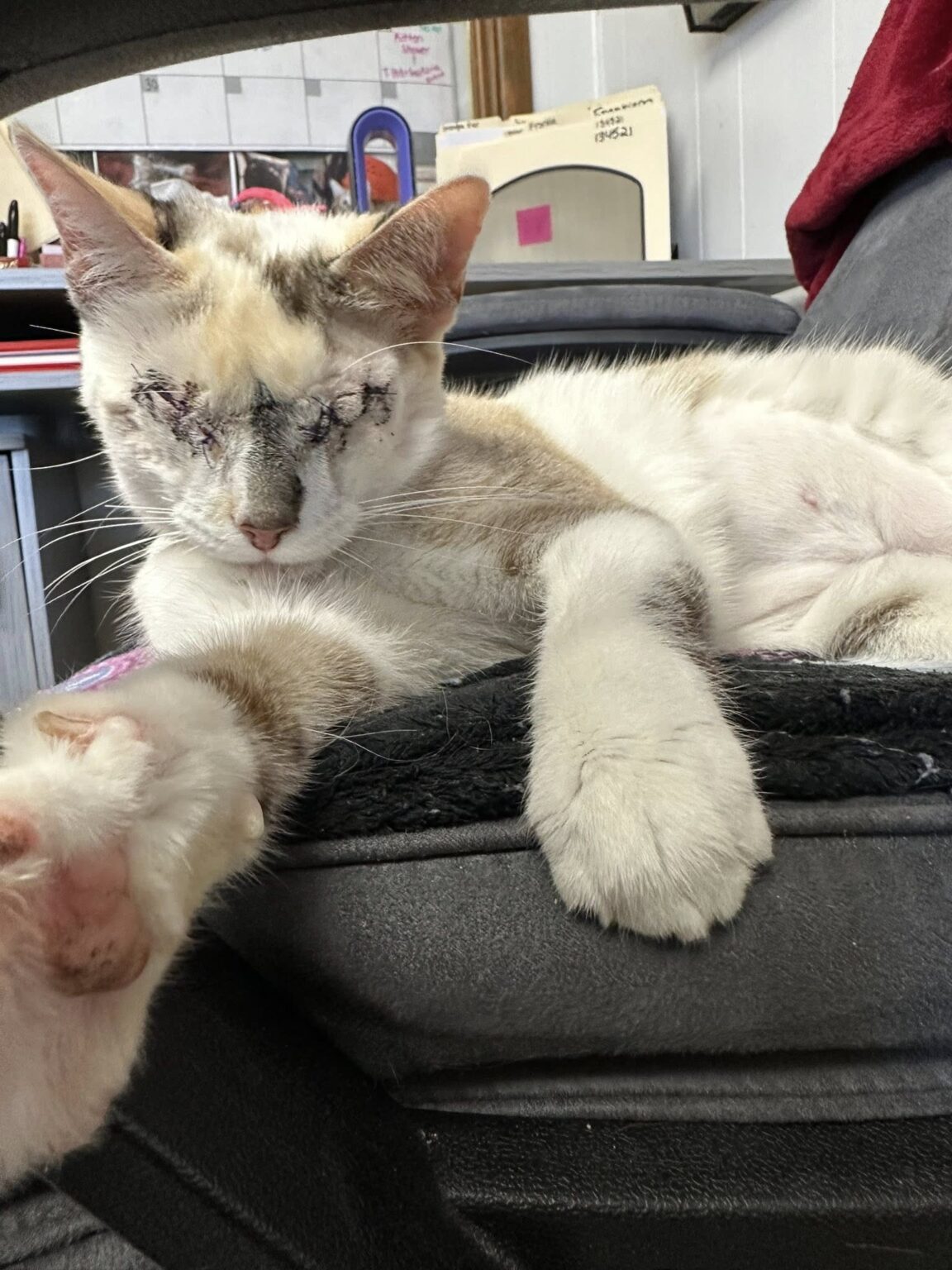 Vets Notice Rare Ocular Condition in Cat Causing Her to Have Both Eyes ...