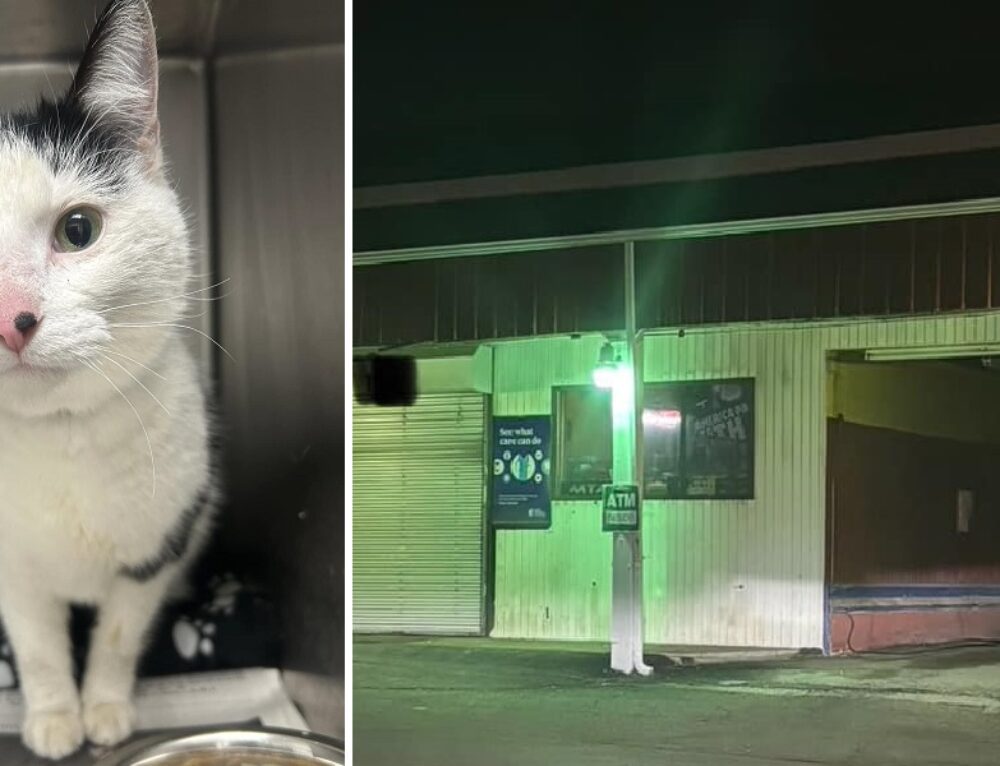 Feral Cat With Shocking Matted Fur Rescued! - Cole & Marmalade