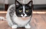 Rare Cat Coat Color "Salty Licorice" Only Found in Finland Feral ...
