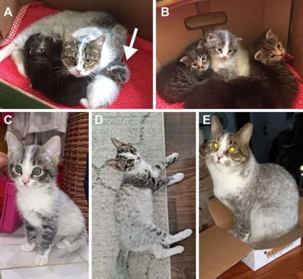 Rare Cat Coat Color "Salty Licorice" Only Found in Finland Feral ...