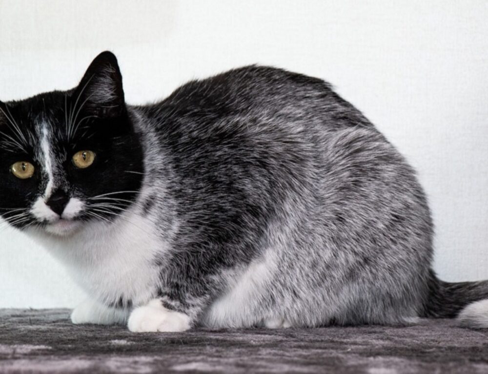 Remembering the 'CATTA$TIC' World of DJ Ravioli the Cat Rapper