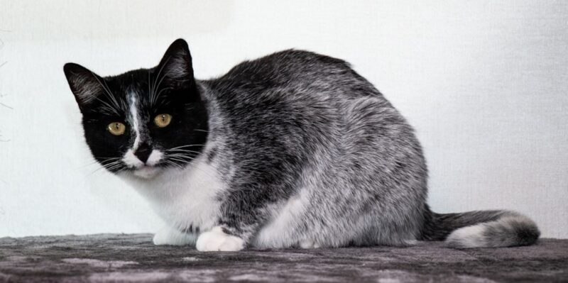 Rare Cat Coat Color "Salty Licorice" Only Found in Finland Feral ...