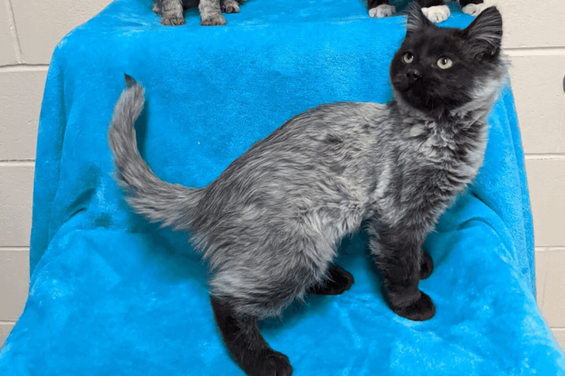 Rare Cat Coat Color "Salty Licorice" Only Found in Finland Feral ...