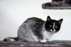 Rare Cat Coat Color "Salty Licorice" Only Found in Finland Feral ...