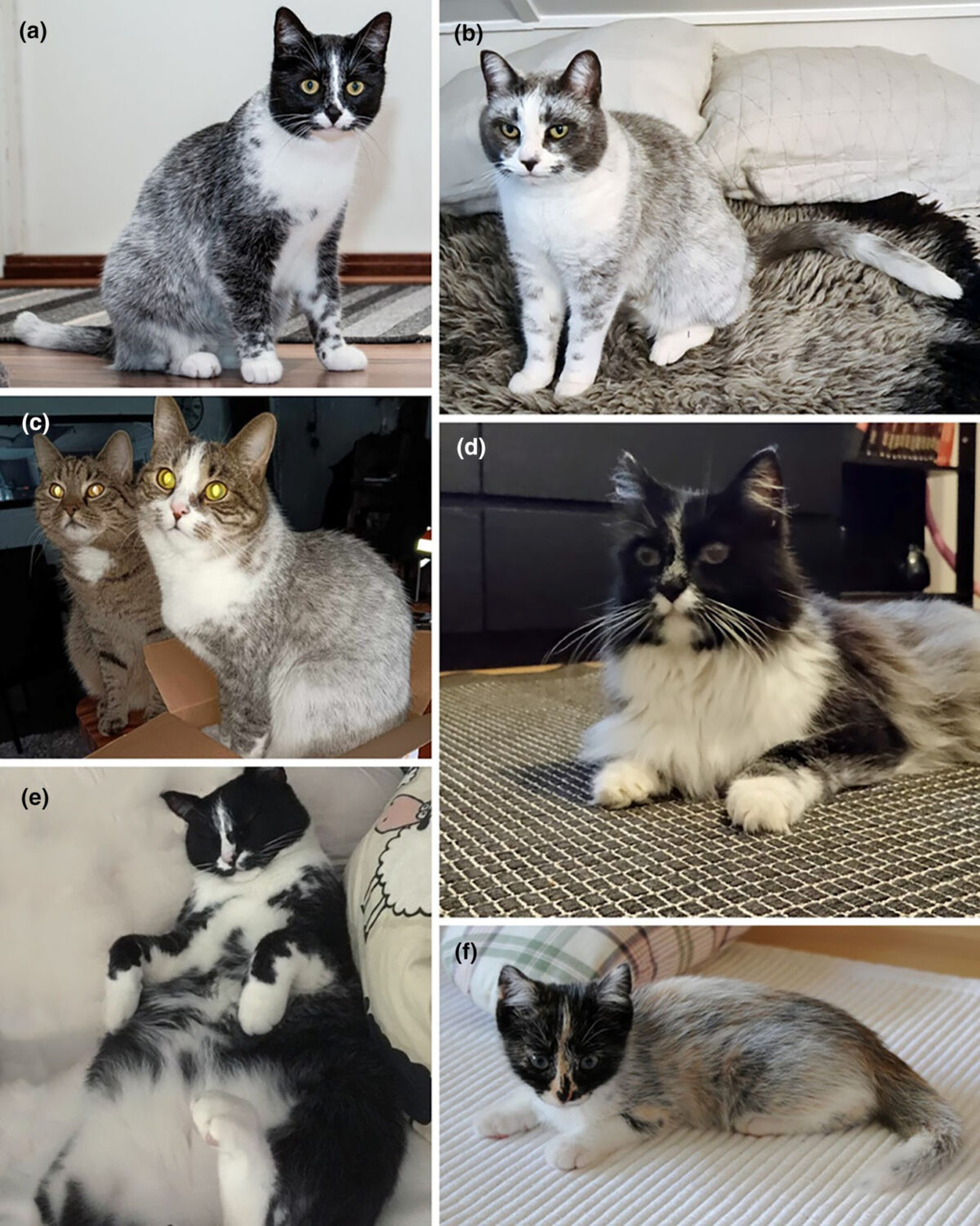 Rare Cat Coat Color "Salty Licorice" Only Found in Finland Feral ...