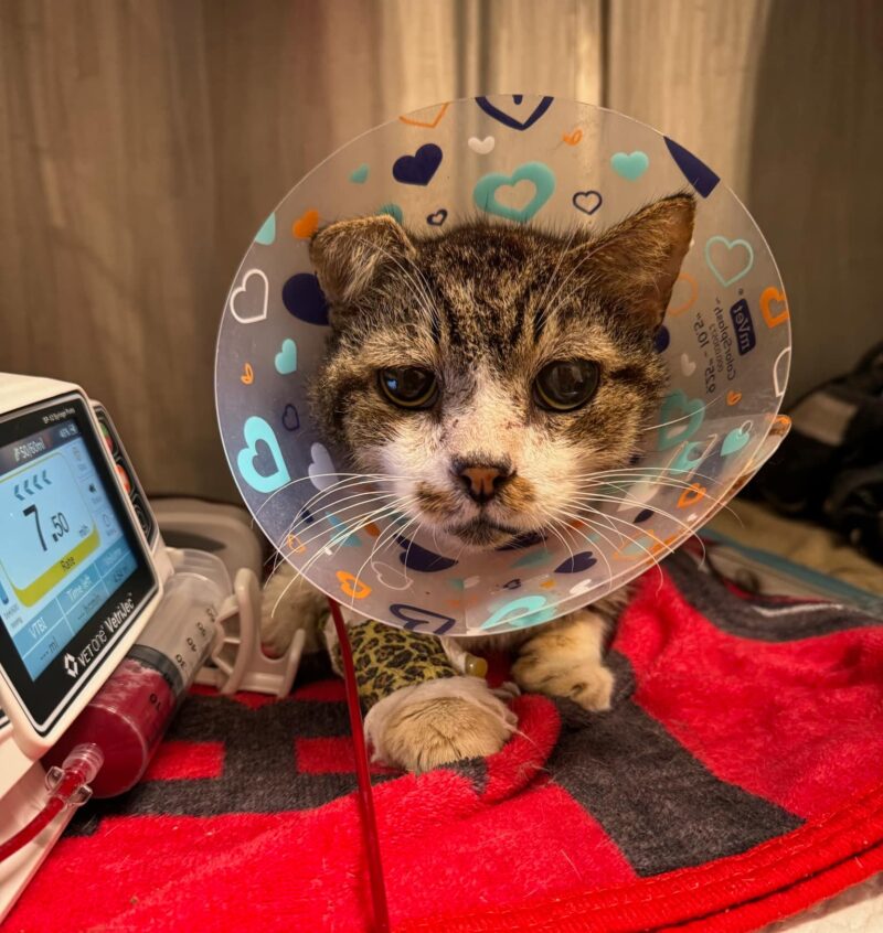 What and Why You Should Know About Your Cats Blood Type - Cole & Marmalade