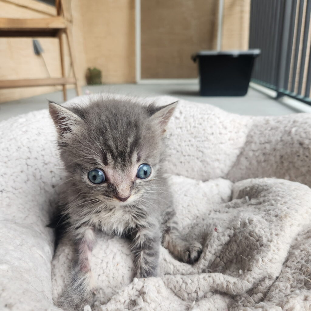 Mindboggling Cute Kitten Named Fizz is Healing After Brain Surgery ...