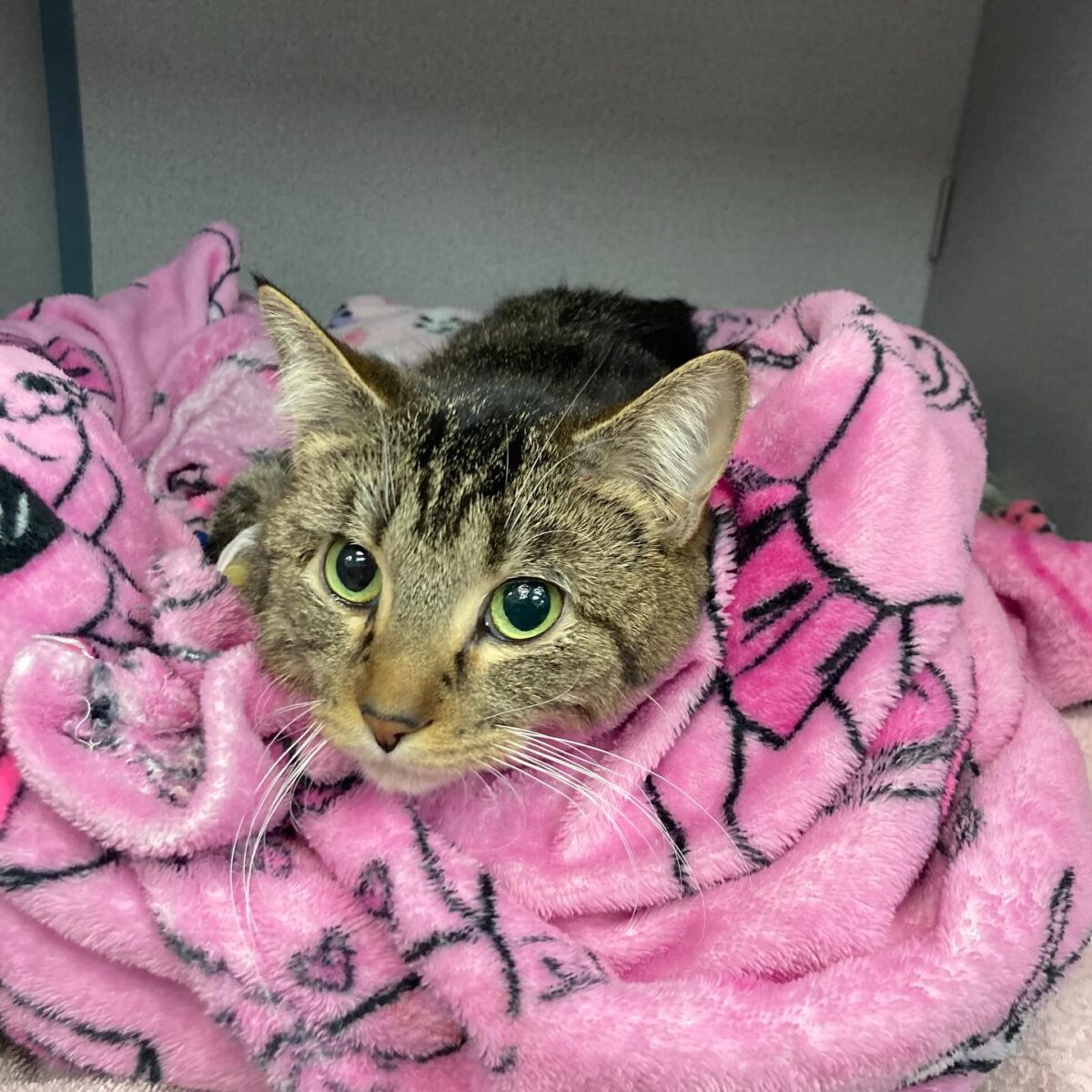 Tabby Cat Bitsy Discovered With 2 Extra Legs; Rescuers Pave a Way For ...