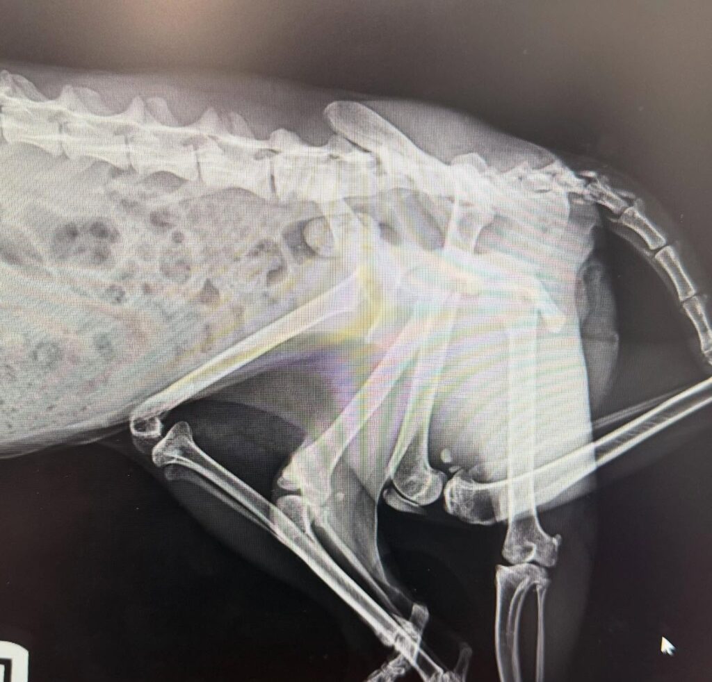 Tabby Cat Bitsy Discovered With 2 Extra Legs; Rescuers Pave a Way For ...