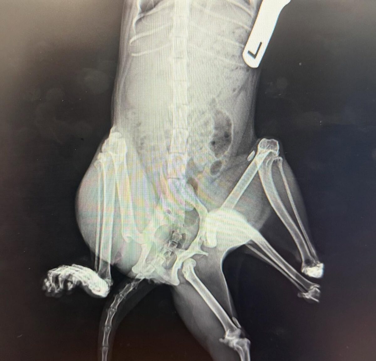 Tabby Cat Bitsy Discovered With 2 Extra Legs; Rescuers Pave a Way For ...