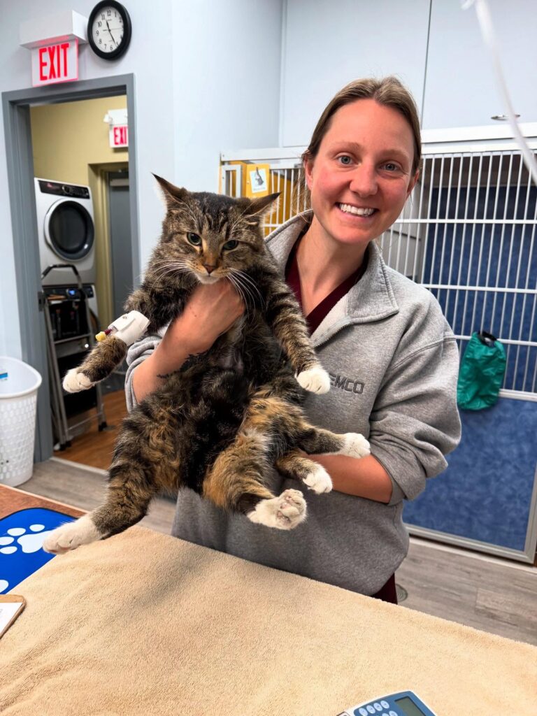 Tabby Cat Bitsy Discovered With 2 Extra Legs; Rescuers Pave a Way For ...